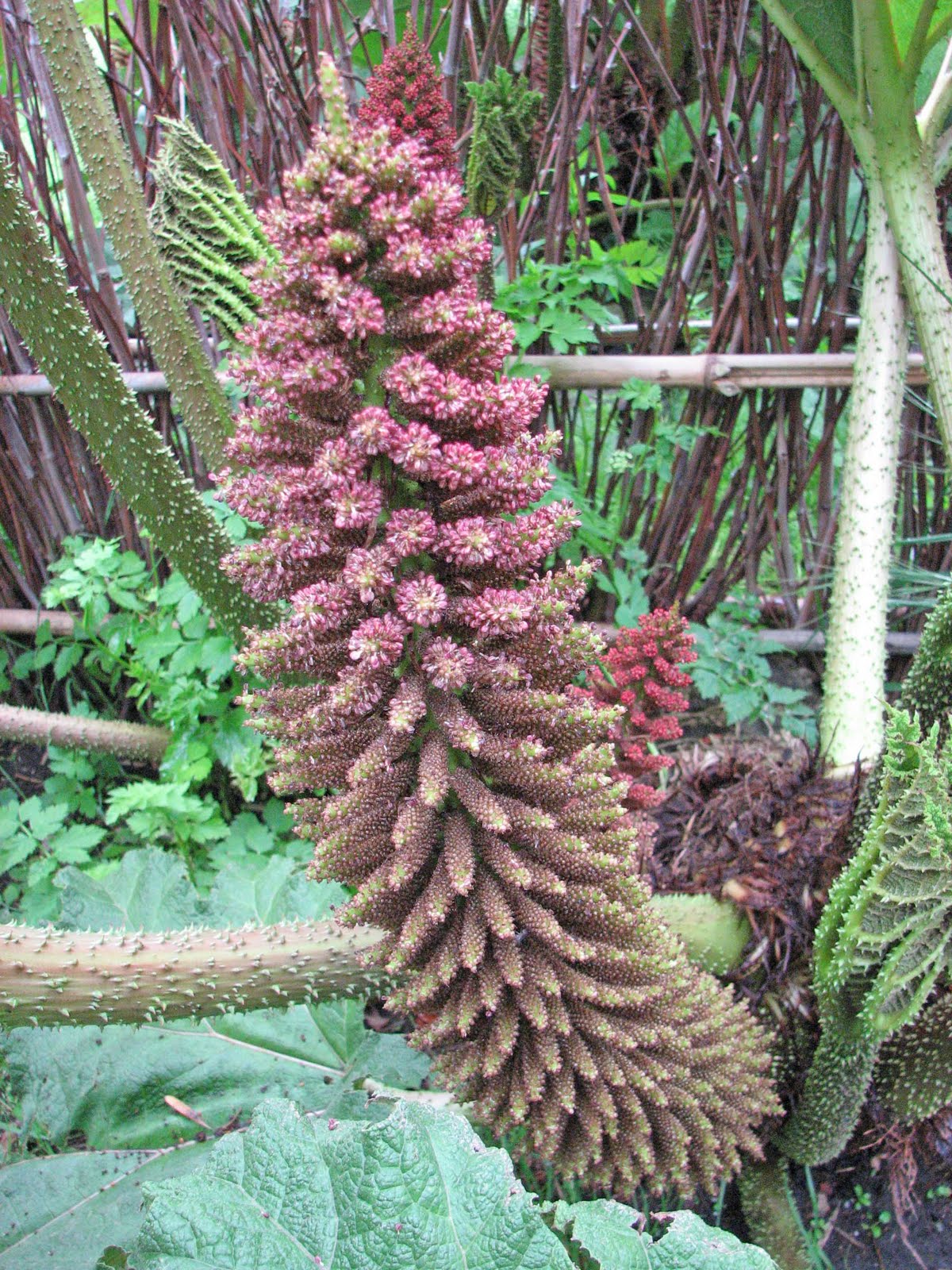 Carmen's Chronicles: Gunnera