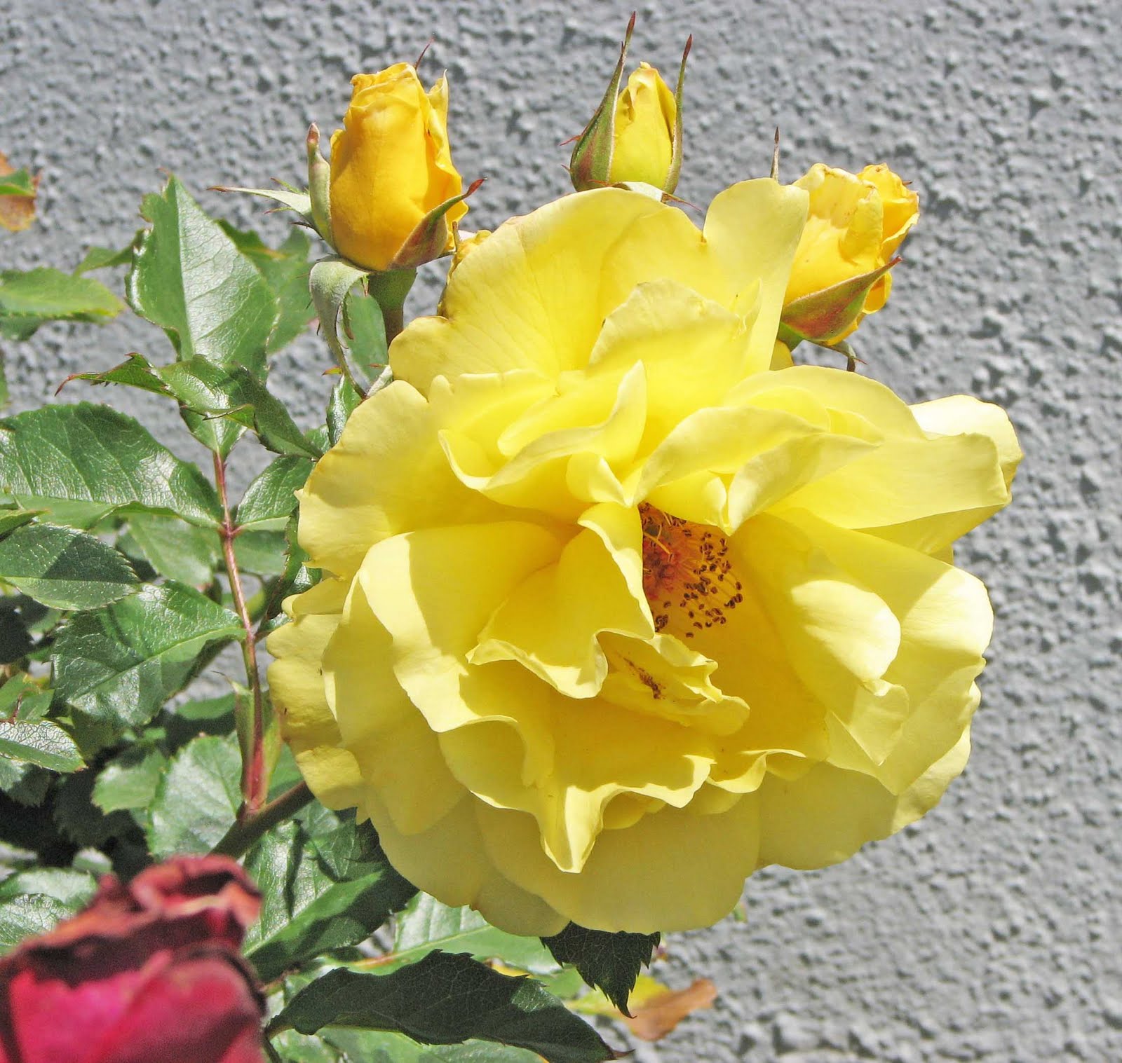 Carmen's Chronicles: Yellow Roses - Mellow Yellow Monday, 6-7-2010