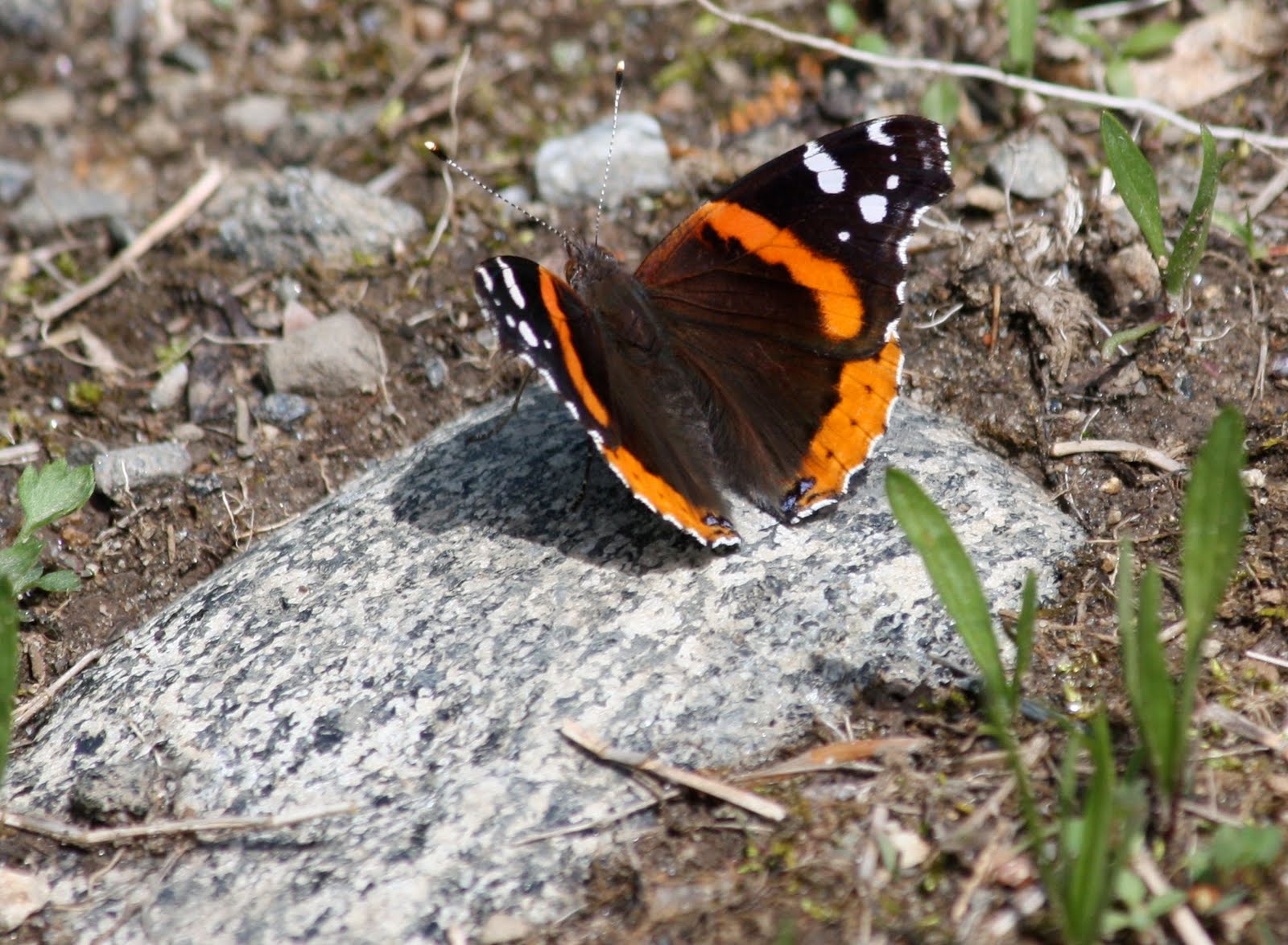 murmuring trees: Red Admiral Migration
