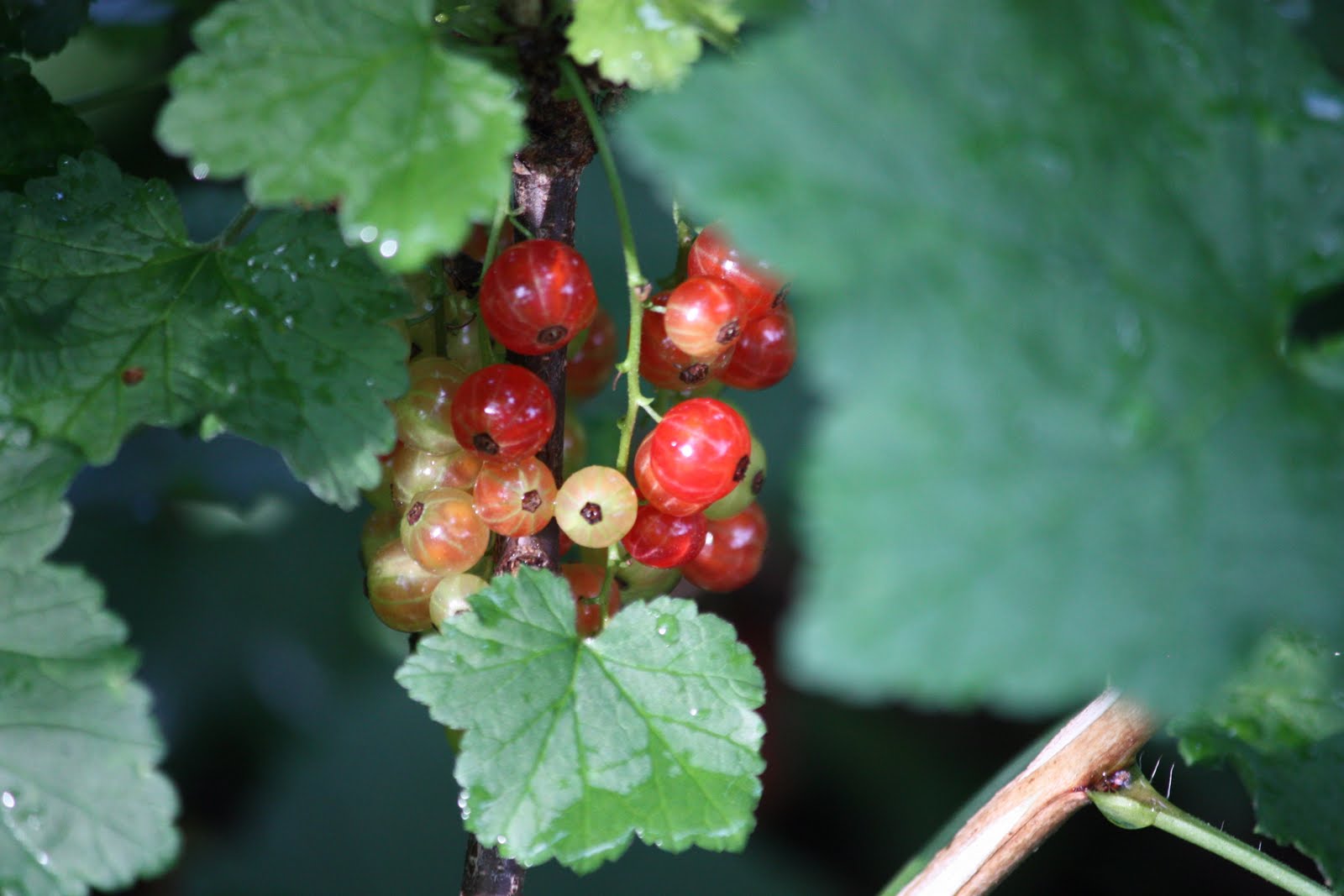 murmuring trees: Picking Currents