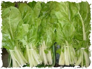 EL CULTIVO DE LA ACELGA