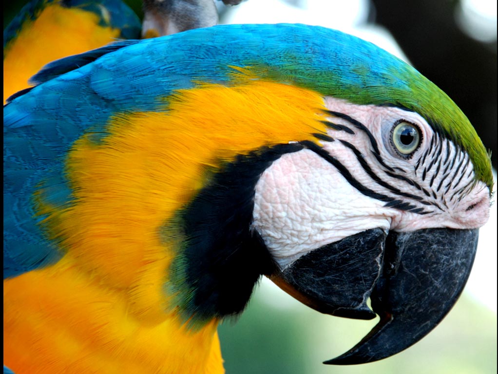 Meu Mato Grosso - Paraíso Natural!: Arara Amarela
