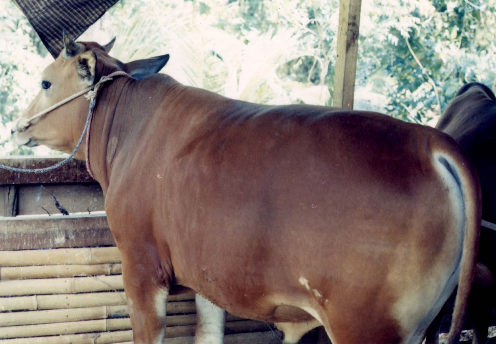 dunia flora dan fauna: sapi madura