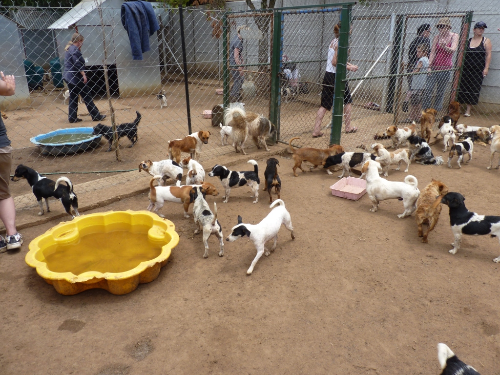 Lian Fourie: Doggy wash marathon for FORA (Friends of Rescued Animals)