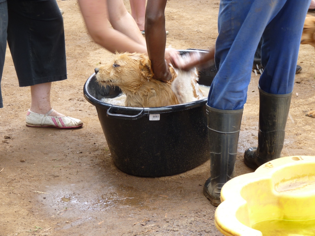 Lian Fourie: Doggy wash marathon for FORA (Friends of Rescued Animals)