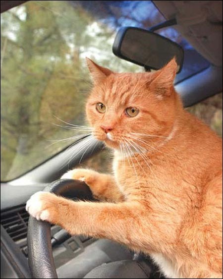 ~Woodstock Lily~: Opie, the Driving Cat