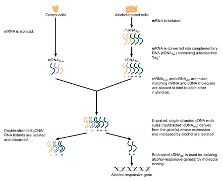 ALL ABOUT GENETICS-DNA-RNA-RESEARCH: DNA-DNA Hybridization