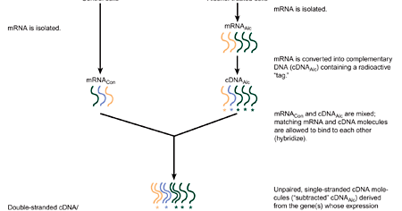 ALL ABOUT GENETICS-DNA-RNA-RESEARCH: DNA-DNA Hybridization