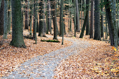 Northern Michigan Experience: Hartwick Pines State Park - Grayling, MI