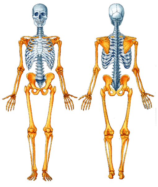 Anatomía Humana: OSTEOLOGIA. Generalidades. Esqueleto axil. Huesos del ...