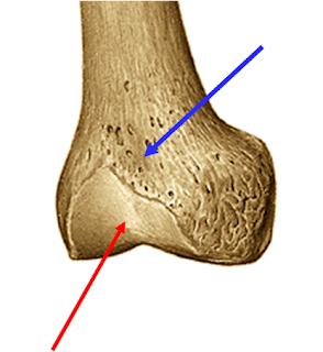 Anatomía Humana: Esqueleto Apendicular.