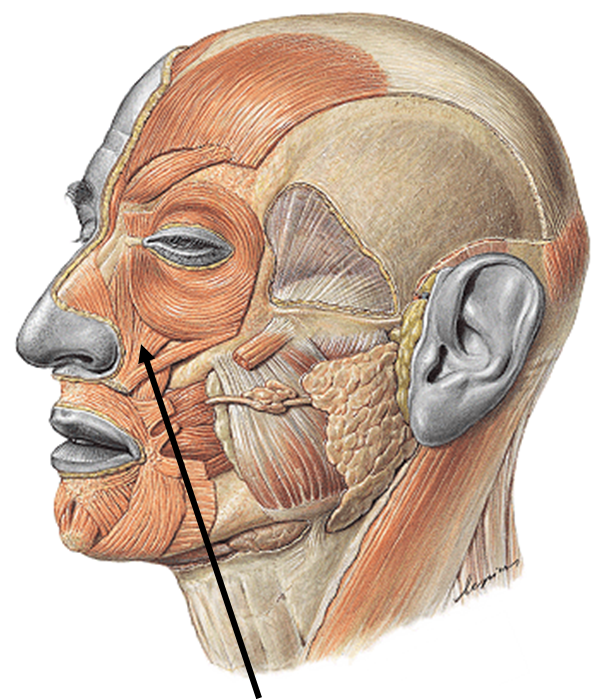 ANATOMÍA HUMANA : MUSCULOS DE LA CABEZA