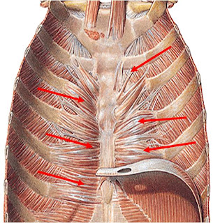 Anatomía Humana: Músculos del tronco. Tórax y abdomen