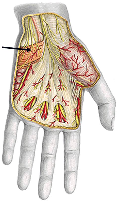 Palmar Aponeurosis