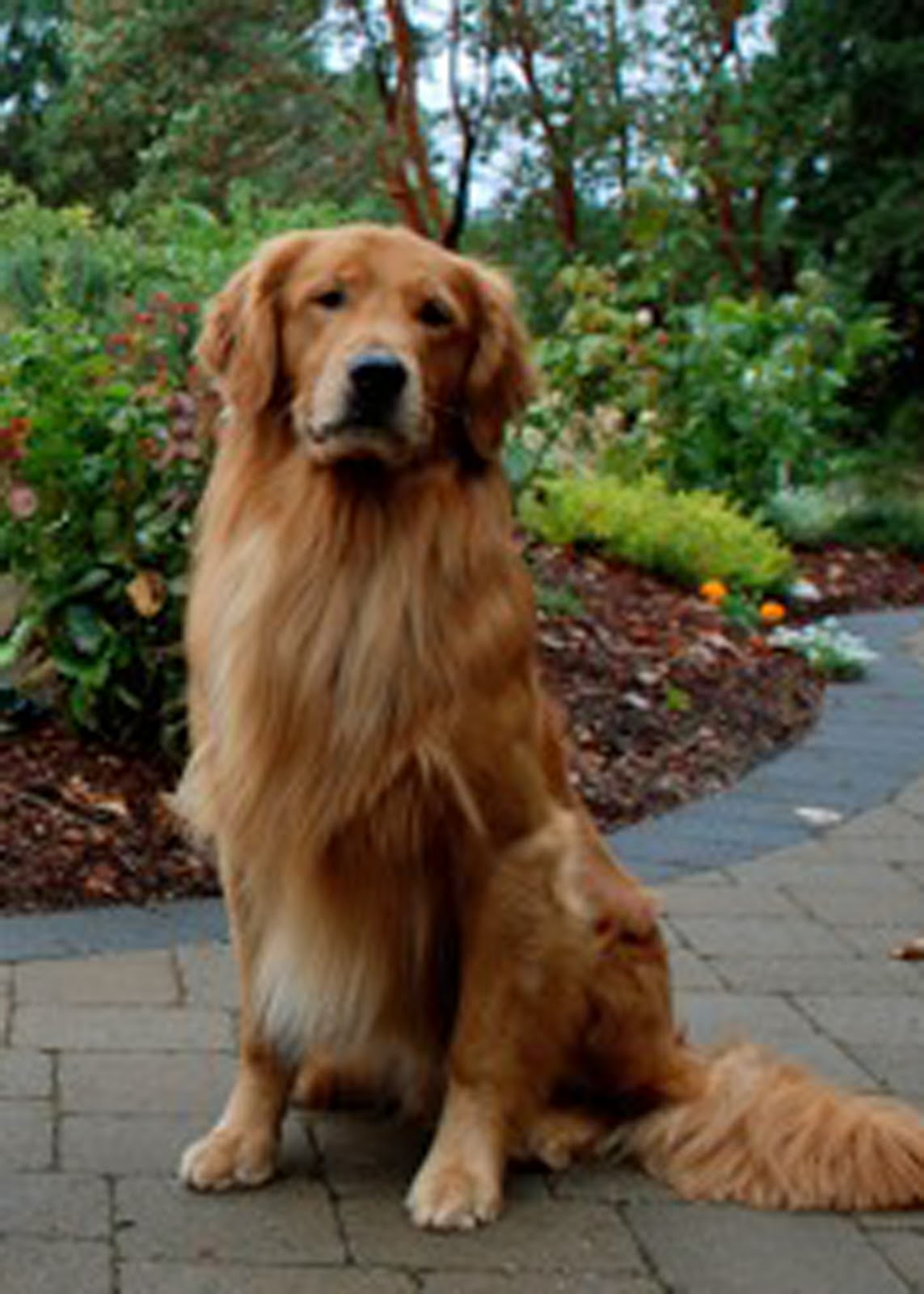 √√ Golden Retriever Puppies British Columbia Canada - Buy Puppy In Your ...