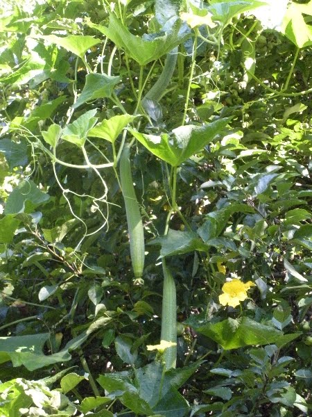 May's Chinese Cooking and Gardening: Vegetables in May's Garden - 2010 ...