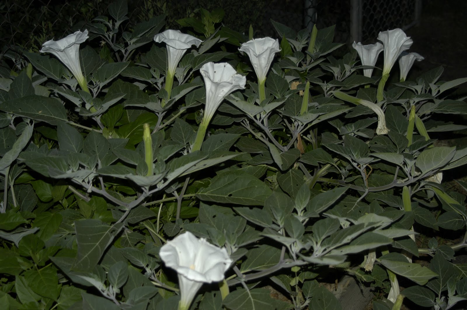 A Gal Named Sue: The Not so Lonely Jimson Weed