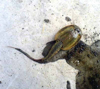 Mossegades de Llop blanc: Merostomata en el Mar Negro