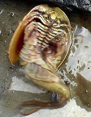 Mossegades de Llop blanc: Merostomata en el Mar Negro