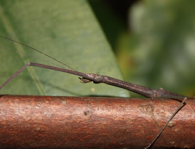 Photography & Me: A Brown Stick Insect