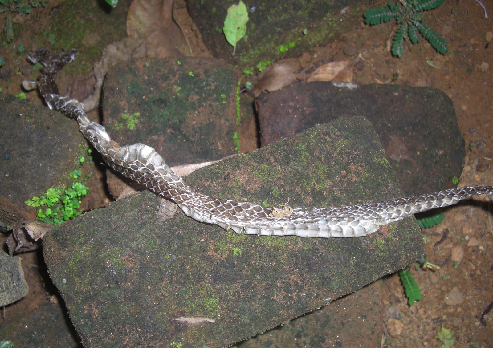 Photography & Me: No Snakes, Only Skins