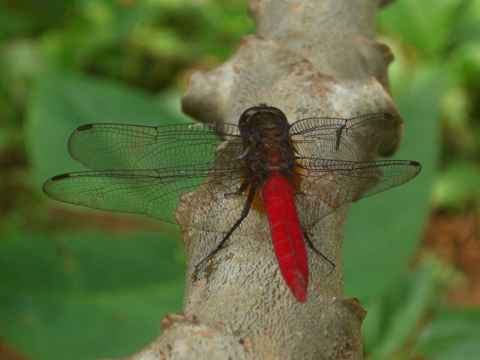 Photography & Me: Common Dragonflies in My Area