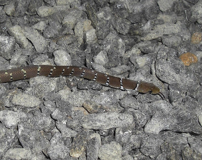 Photography & Me: A Juvenile Banded Racer