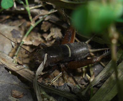 Photography & Me: Mole Cricket Nymph