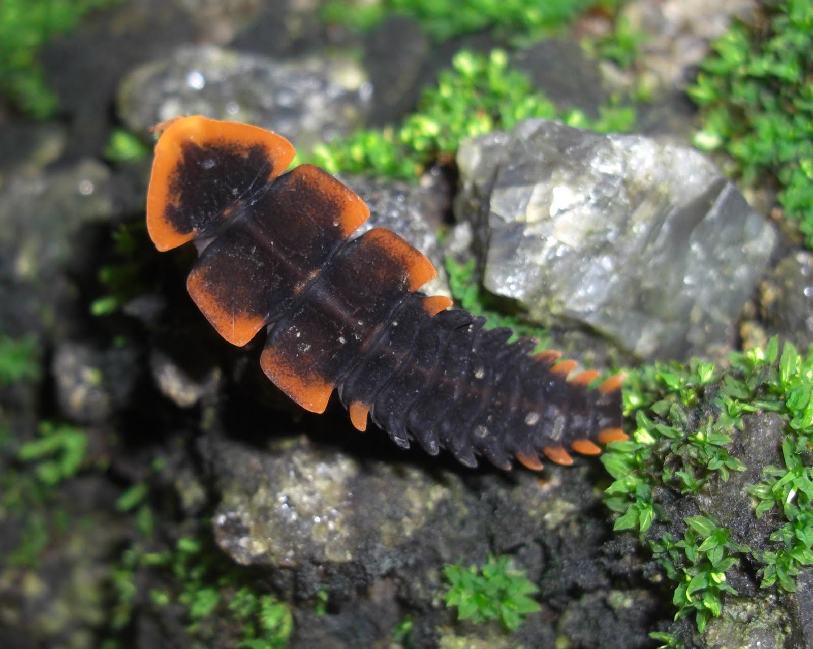 Photography & Me: The Last Trilobite Beetle