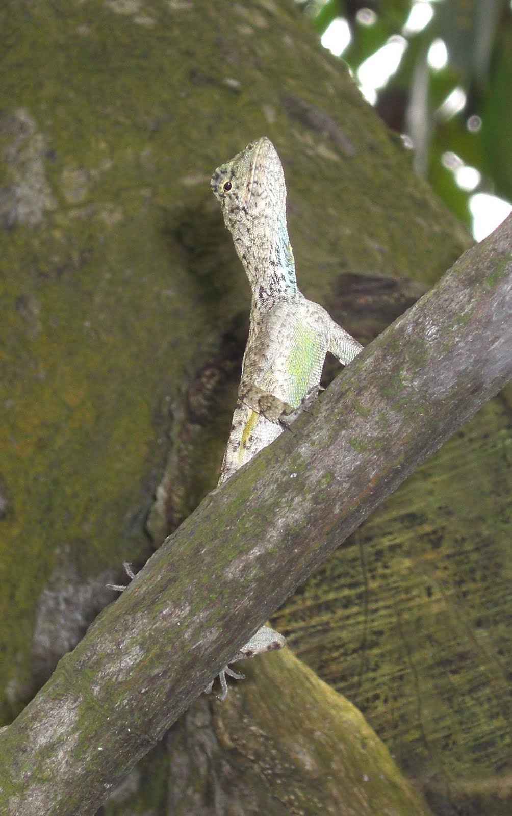 Photography & Me: Common Gliding Lizard