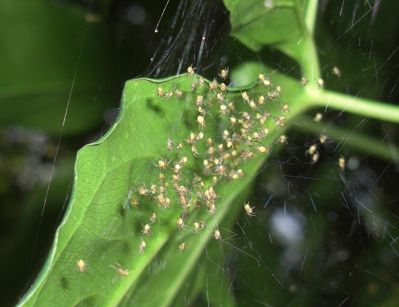 Photography & Me: Spider Eggs or Spiderlings?