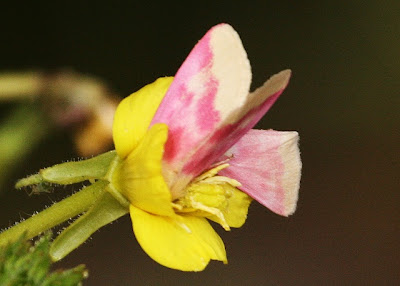 nature tales and camera trails: Primrose Moth: Schinia florida