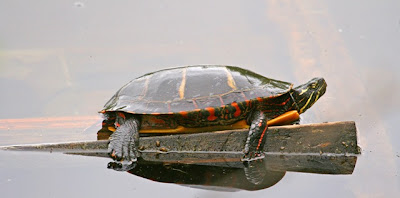 nature tales and camera trails: The Red on a Painted Turtle for Ruby ...
