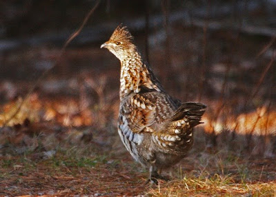 nature tales and camera trails: Ruffed Grouse: for Bird Photography Weekly