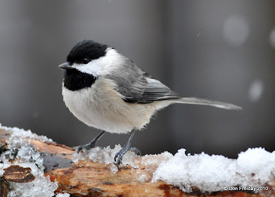 View from the Cape: Chickadee I.D.
