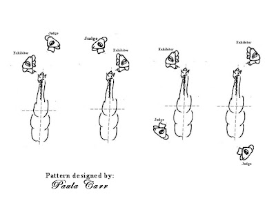 Novice showmanship | The Horse Forum