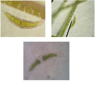 MICROALGAS EPILITICAS: Estudio de las Microalgas del verdil del rio Maracas