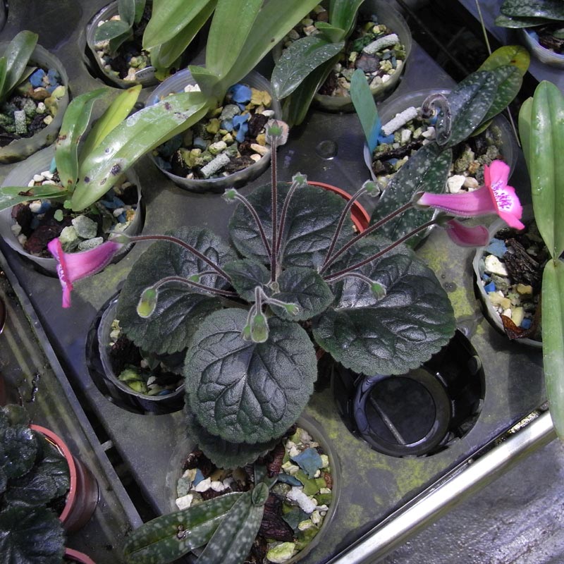 Pirate's Playground: early summer of mini-sinningias