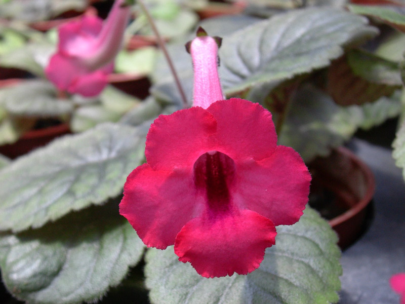 Pirate's Playground: 11月 2009