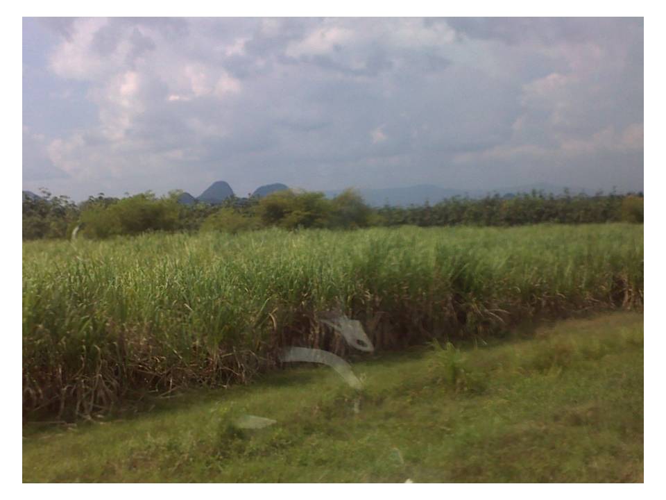 CT: LADANG TEBU, PERLIS