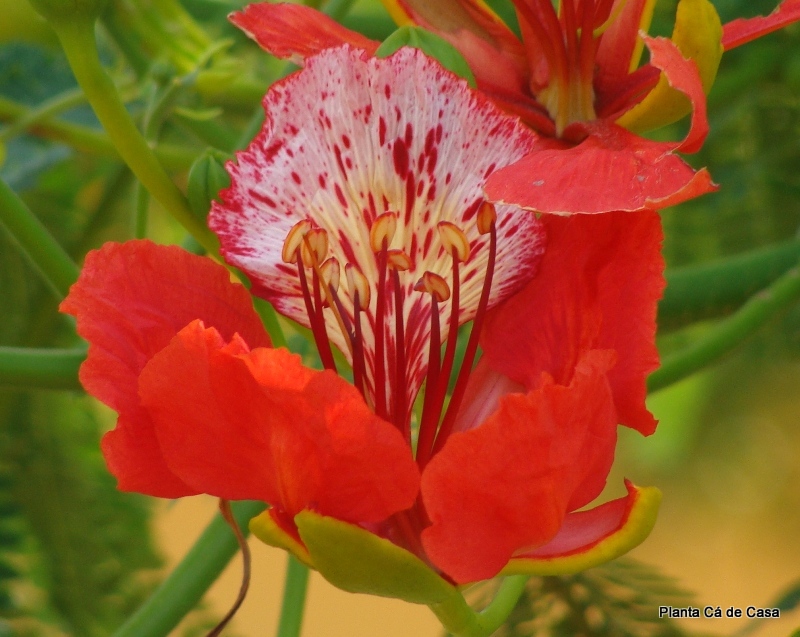Planta cá de casa: Flamboyant