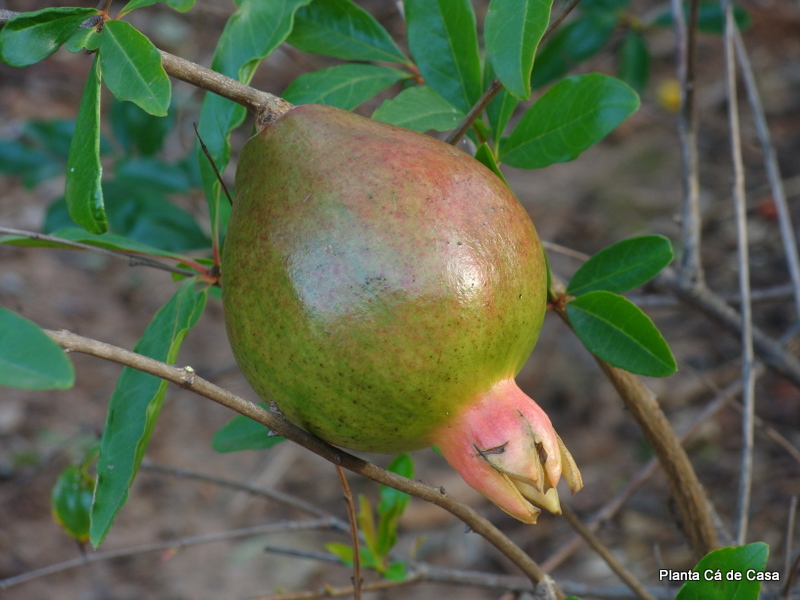 Planta cá de casa: Romã