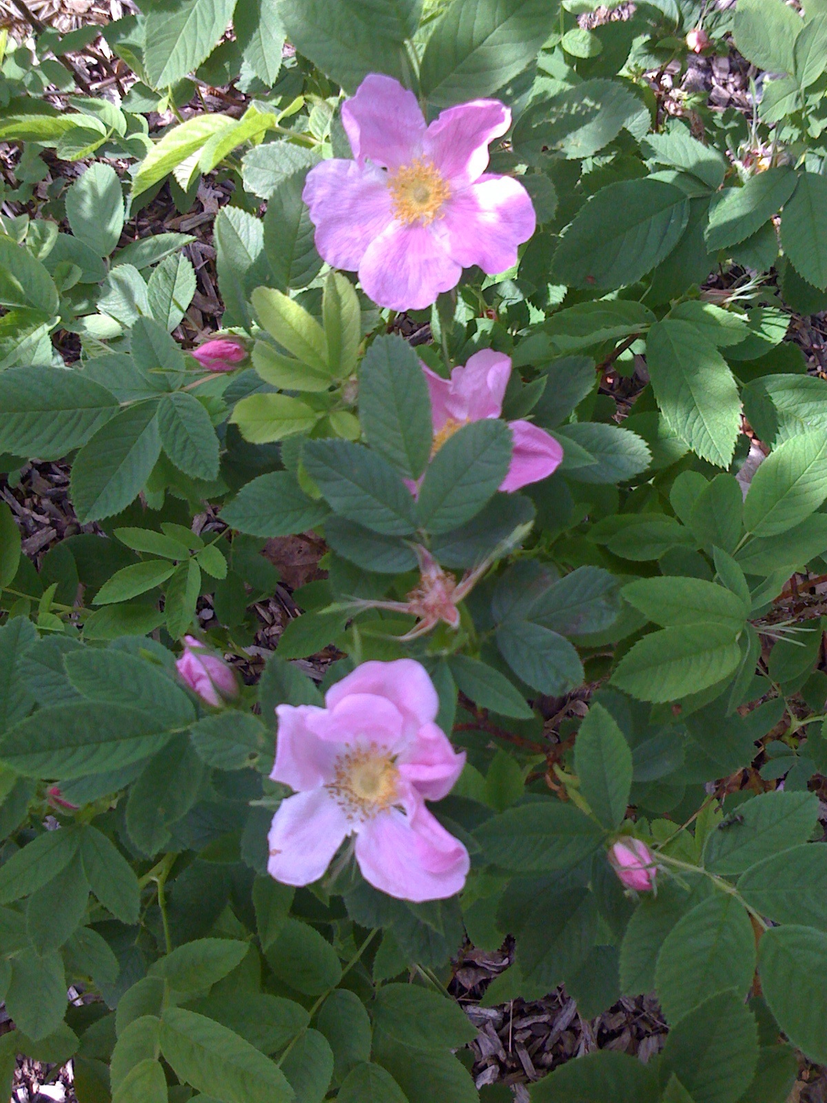Roses for English Gardens: Rosa cinnamomea - the cinnamon rose
