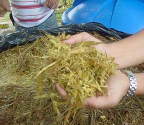 PROCESO PARA UN ENSILAJE