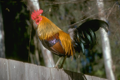 Cuentos Infantiles: CRESTITA el gallito valiente