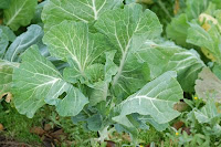 Couve Galega | Opinador Amador