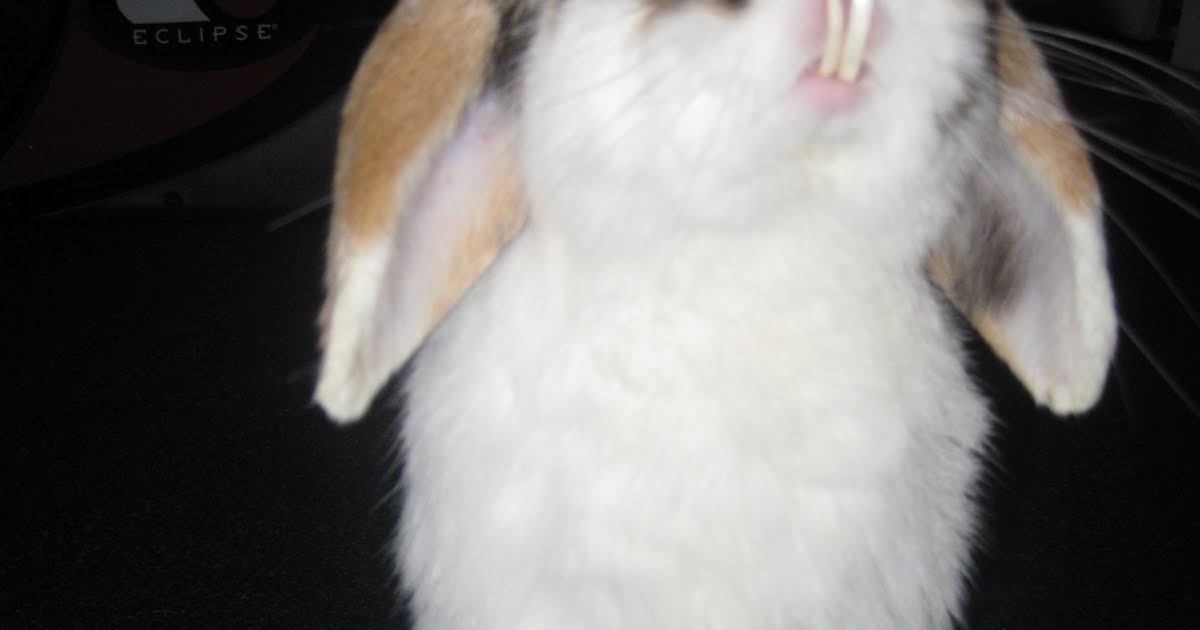 The Rabbit Advocate: Health Special: Malocclusion in Rabbits