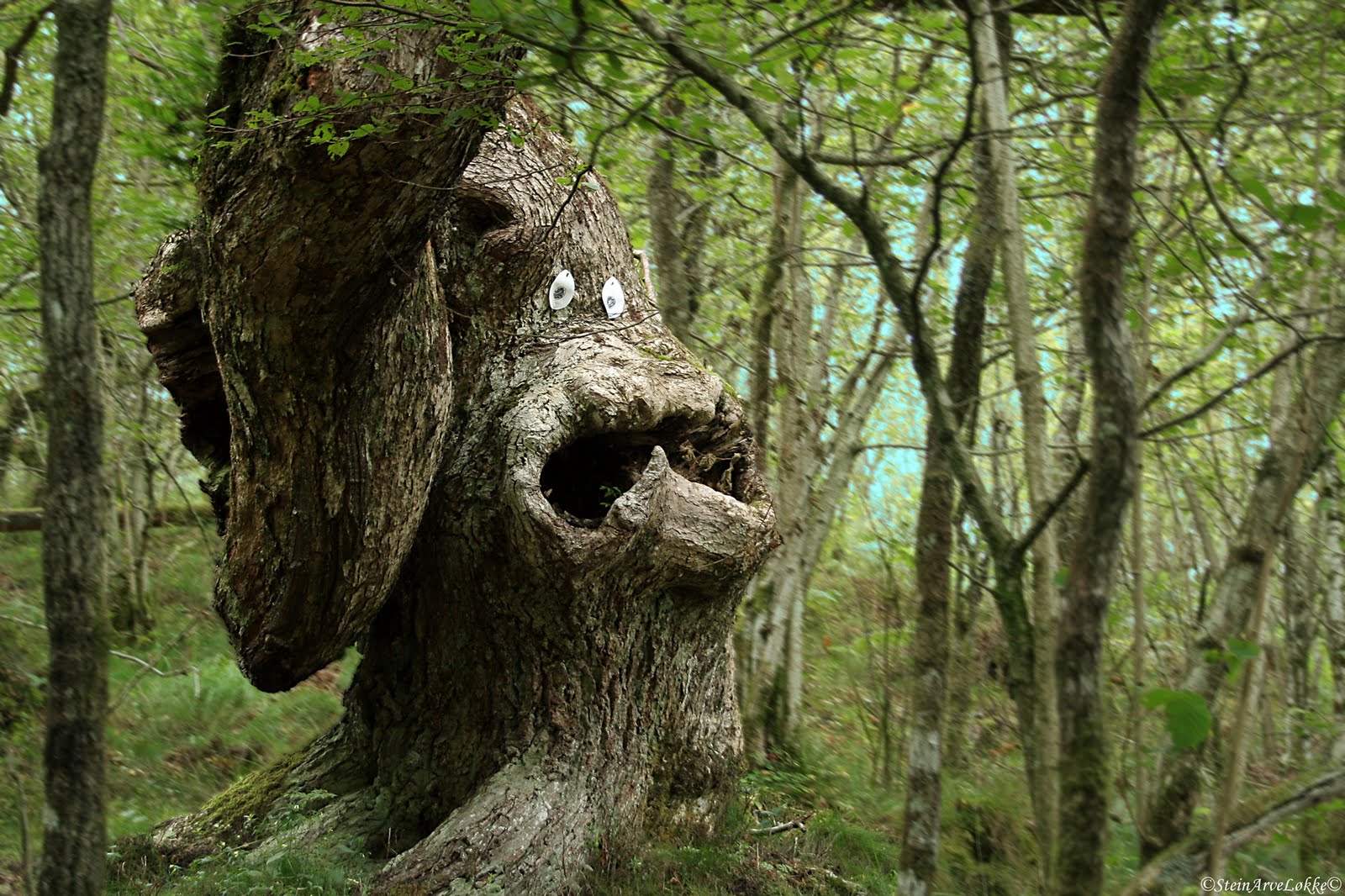 SteinArve`s bilder: Troll i skogen