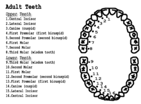 parshablog: Were there always 32 teeth?