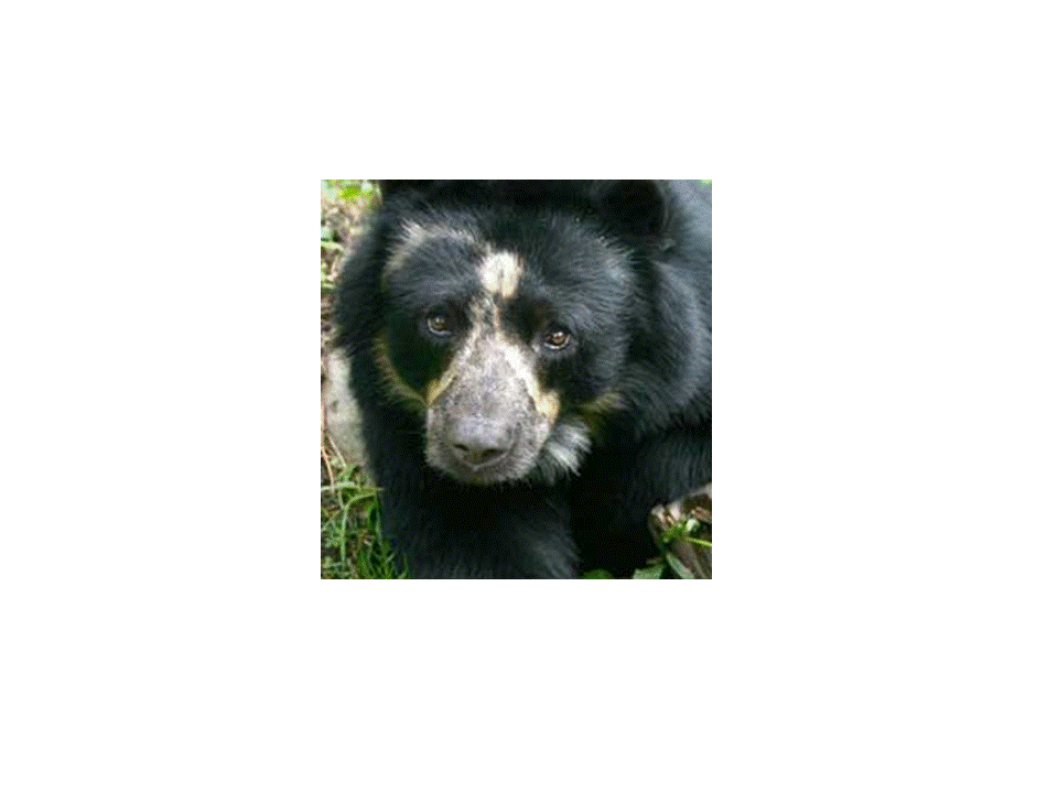 Estado Mérida: Fauna